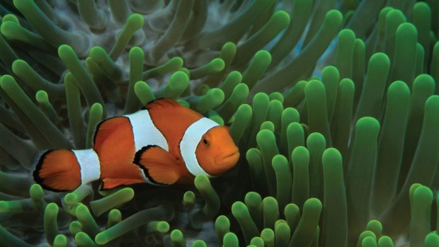 Great Barrier Reef sediment clogs clown fish gills: study