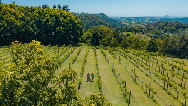 Queensland's Vine and Shine Trail: Why you should head to the Sunshine ...