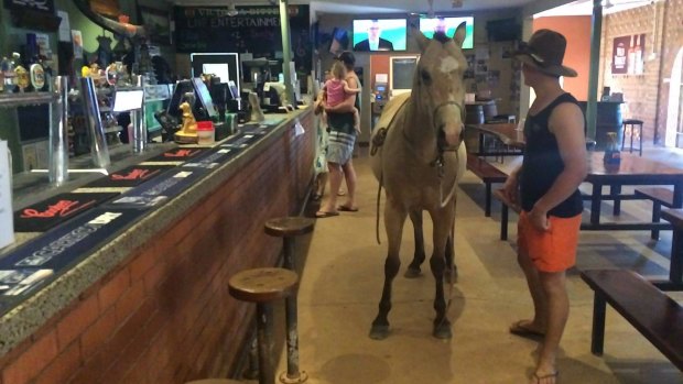 A cow and a donkey after a pony head into the Humpty Doo Hotel