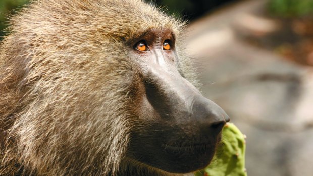 Shirley Strum finds olive baboons thriving in Kenya on prickly pear