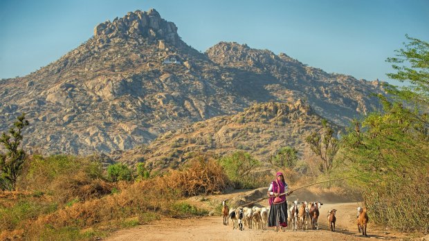 Rajasthan safari to Sujan Jawai wilderness camp: Home to a dying way of ...