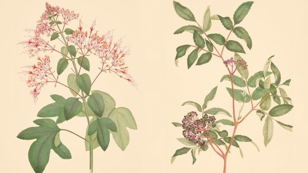 Joseph Banks' Florilegium: 18th-century Botany Bay in living colour