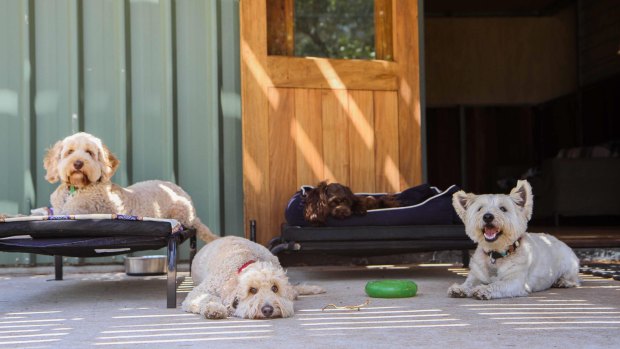 Pet hotels for dogs in Sydney and Melbourne: A long way from a kennel