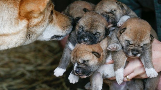 newborn dingo