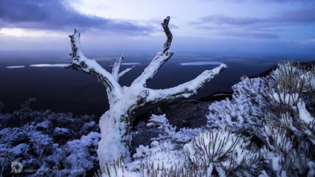 'Absolutely amazing': quokka spotted on snowy Bluff Knoll summit