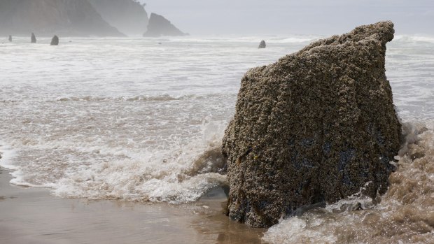 Oregon beach's rare low tide phenomenon: The Neskowin Ghost Forest