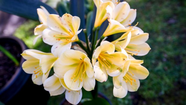 Clivias can take tough love - but a little tenderness goes a long way