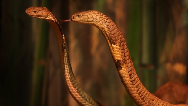 Cobras bond in bizarre mating ritual