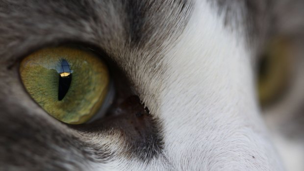 Orientation of pupil may help animals distinguish predator from prey