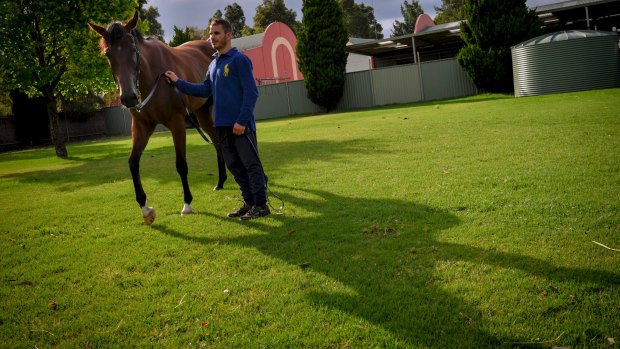 Black Caviar's managing owner Neil Werrett confirms wonder mare in foal ...