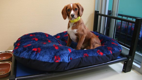 Pet hotels for dogs in Sydney and Melbourne: A long way from a kennel