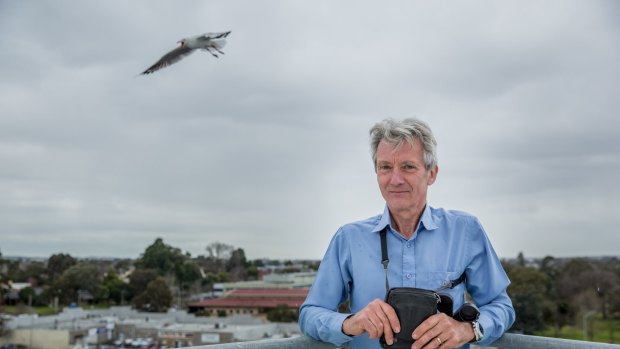 Seagulls descend on Dandenong, and it's a costly problem
