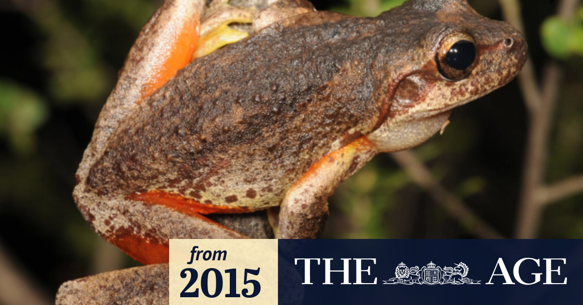 Biologists hold grave fears for survival of Victoria's frogs