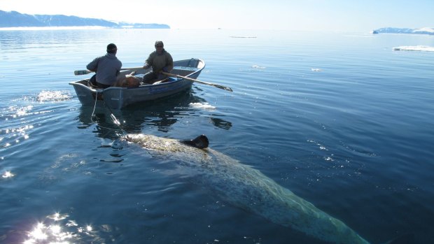 Human Planet explores the tenuous relationship between humankind and nature