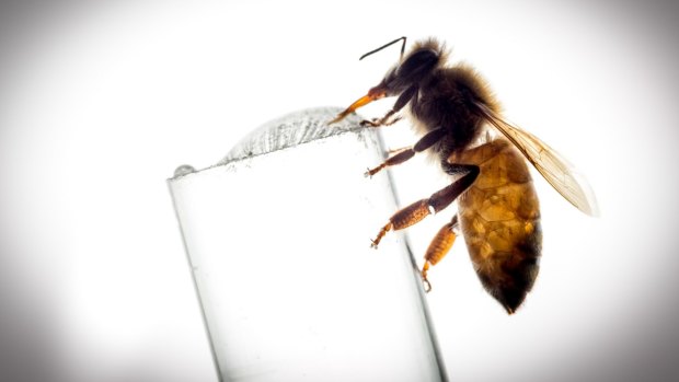 Funnel web venom the bee's knees of natural pesticides