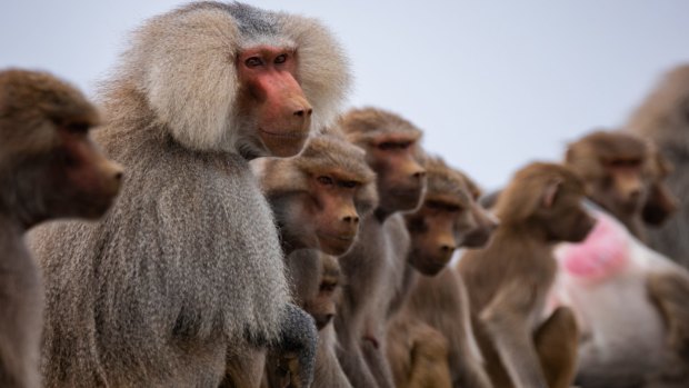 Gone wild: 10 towns that have been overrun by animals