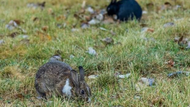 Gone wild: 10 towns that have been overrun by animals