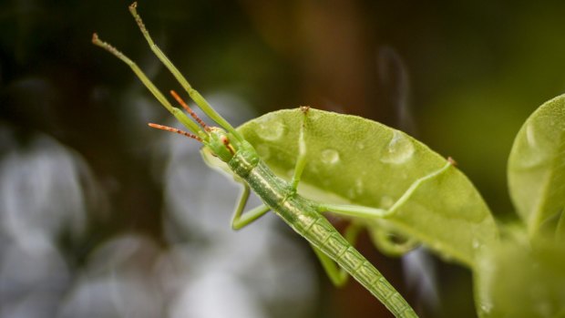 Rare stick insect to go international to save its species