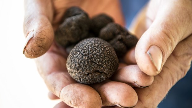 Truffle hunting in Oberon, NSW: Why are truffles so expensive?