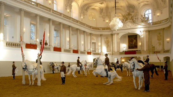 lipizzaner dancing