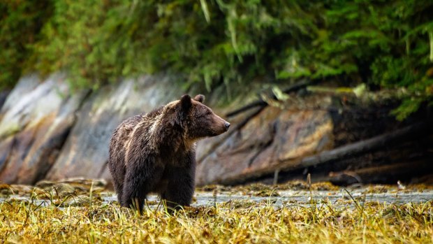 The wondrous surprises of Canada’s Great Bear Rainforest