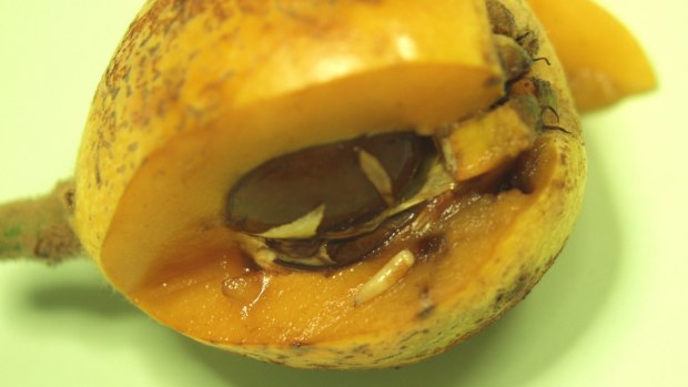 Tiny fruit fly sours Australia's big ambitions in agriculture