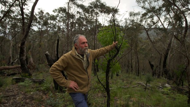 Blue Mountains bushfires one year on