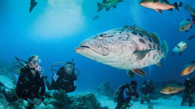 Great Barrier Reef potato cod at risk from own friendliness
