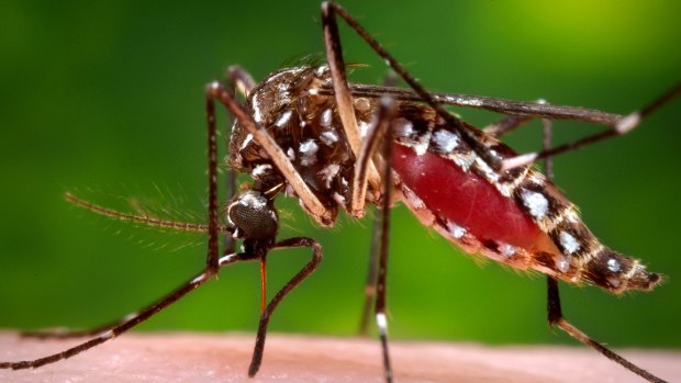 Ross River virus and dengue fever increasing as global temperatures rise