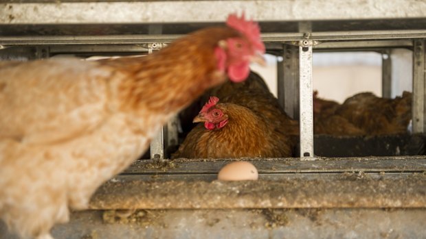 Human happiness meter baffled by chooks, T. rex's distant and delicious ...