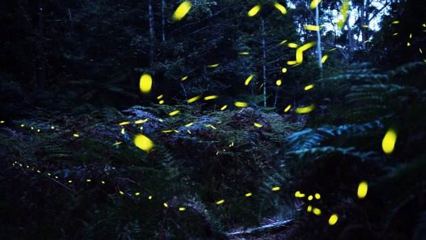 Blue Mountains Firefly come out for seasonal rainforest appearance