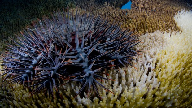 Reef-eating crown-of-thorns starfish spurred on by rising sea temperatures