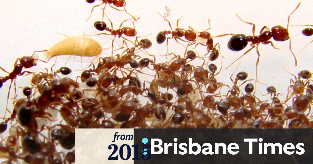Fire ants almost cancel Queensland Anzac service