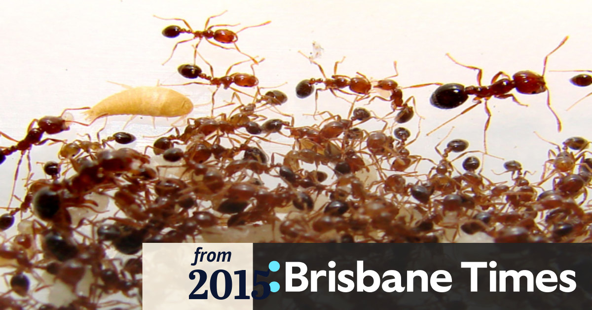 Fire ants almost cancel Queensland Anzac service