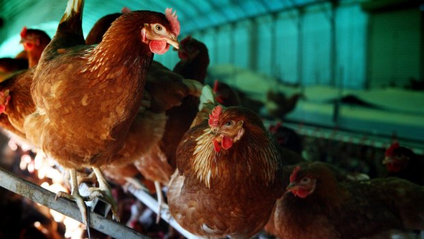 I, Chicken: Virtual reality reveals the life of a chicken