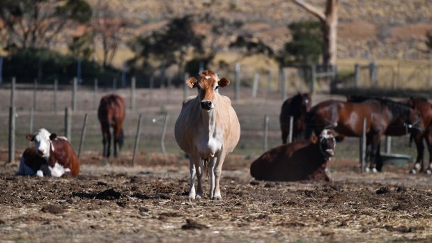 Radioactive cow site no cause for alarm, says state government