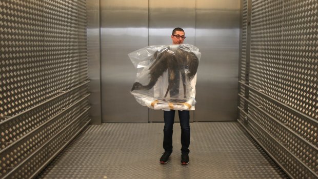 Australian Museum's Wild Planet exhibition brings dead beasts to life