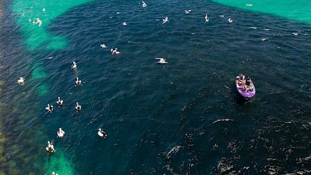 Photographer snaps shot of giant school of bait fish in Wallis Lake