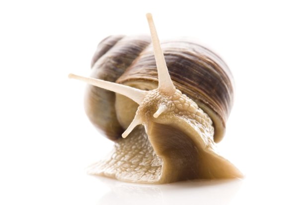 Snail trail tells tale of where they hide on arid Aussie days