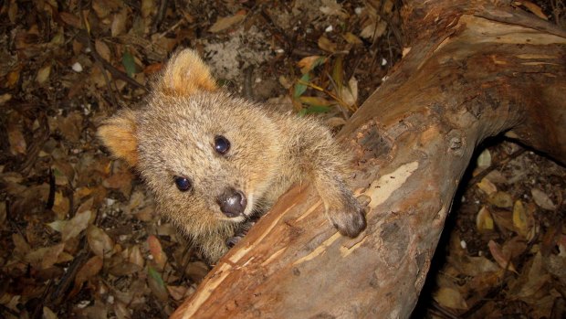 WA government logging plans will see rare quokka 'incinerated'