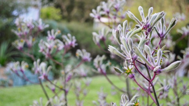 The poetry of flowers, Australian natives and sketching designs are all ...