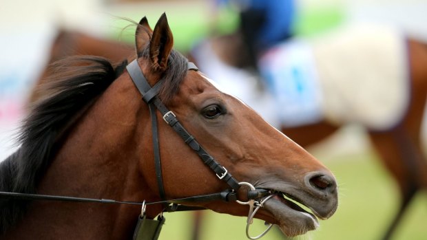 Australian breeder Frank Tagg excited about Highland Reel's Cox Plate ...