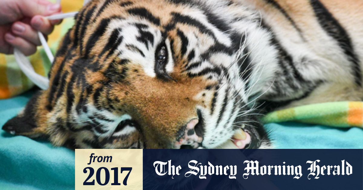 Indira the tiger is finally having her eye surgery.