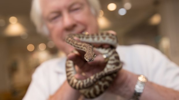 'Windscreen viper' reunited with owner, one snake still on the loose in CBD