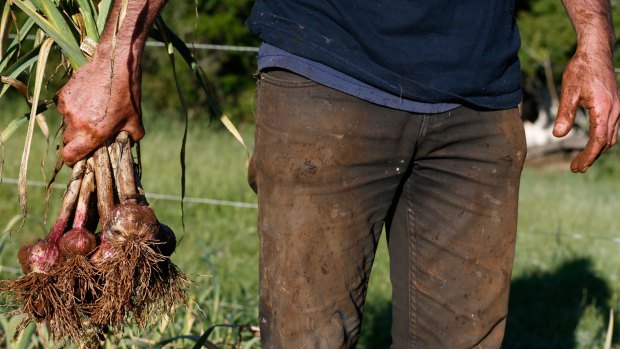 The humble garlic is a wonder bulb you can easily grow at home - but ...