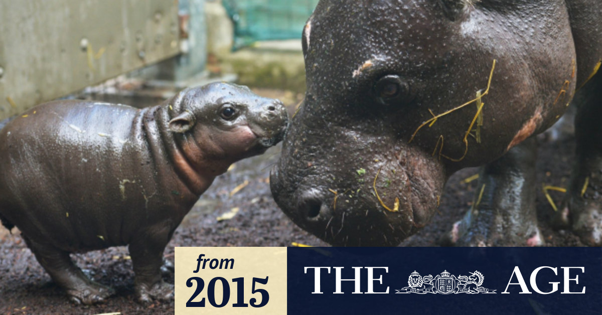 Hip hippo hooray, it's a boy!