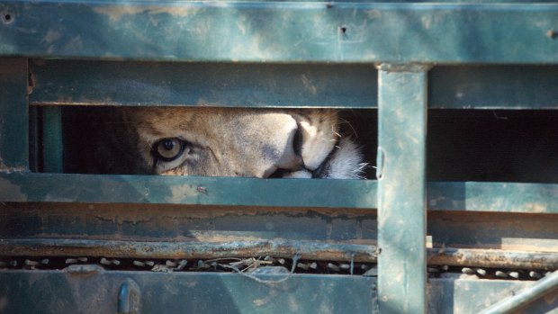 Cubs to the slaughter: Ian Michler's fight against the lion farms of ...