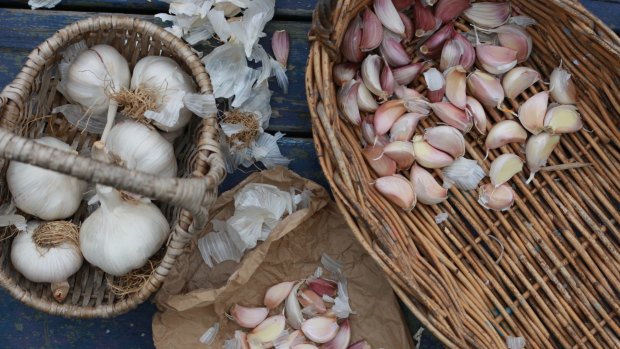 The humble garlic is a wonder bulb you can easily grow at home - but ...