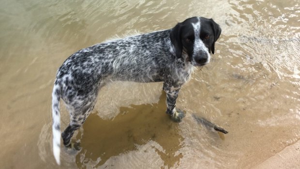 A rescue dog named Coleridge