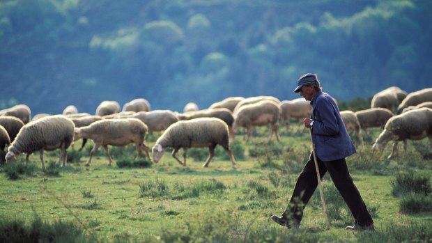 French farmer compensated after sheep fall off cliff chased by bear